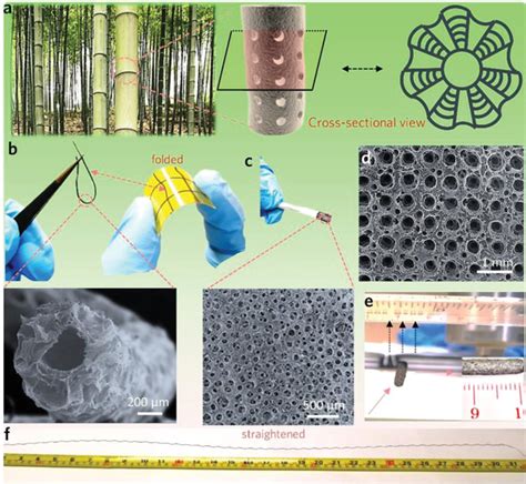 Biomimetic Cellular Graphene Aerogel A Schematic Illustration Of The Download Scientific