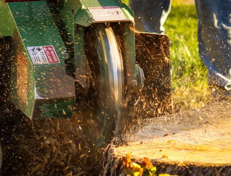 Before Tree Stump Removal What You Should Know