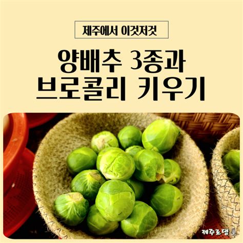 가을 양배추 방울 양배추 적양배추 브로콜리 키우기 및 심는 시기 네이버 블로그
