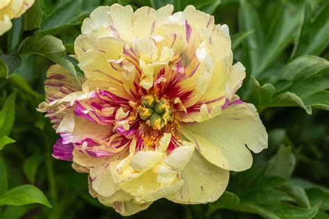 Itoh Peony Plant Care And Growing Guide
