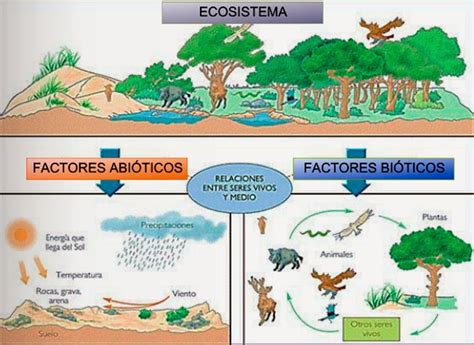 Ecosistemas Factores Bioticos Y Factores Abioticos My Xxx Hot Girl