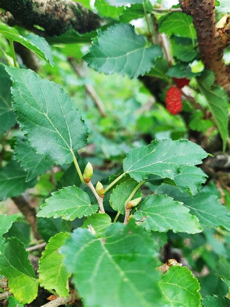 Morus Alba L GlobinMed