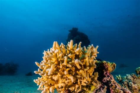 Arrecifes de coral y plantas acuáticas en el mar Rojo Foto Premium