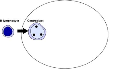 B Cell Activation Germinal Center