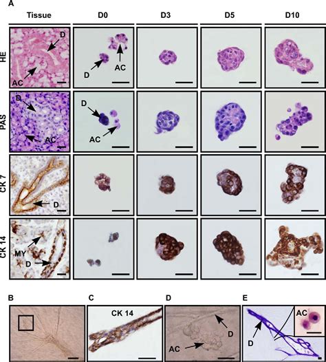 Submandibular Gland Semantic Scholar