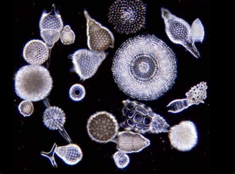 Lab 1 Protozoa Flashcards Quizlet
