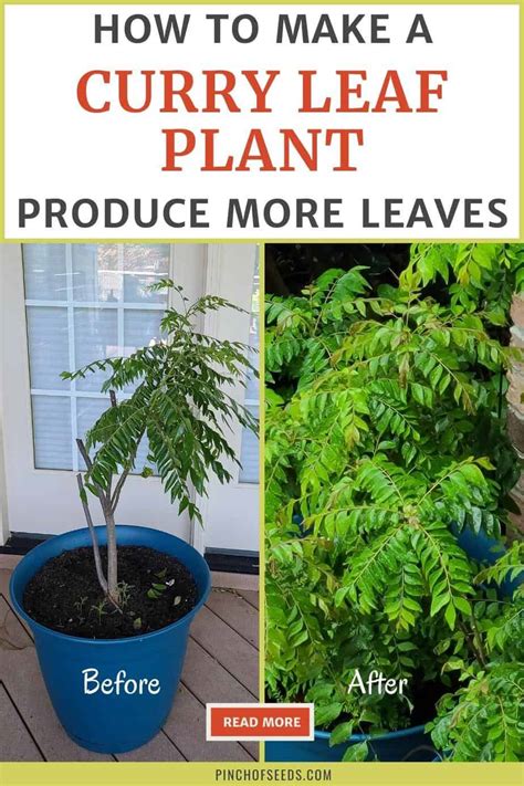 How To Prune A Curry Leaf Plant To Make It Bushy