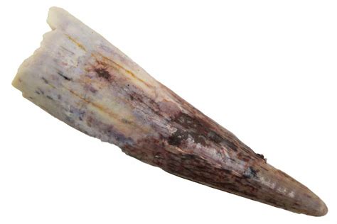 53 Fossil Pterosaur Siroccopteryx Tooth Morocco 228849 For