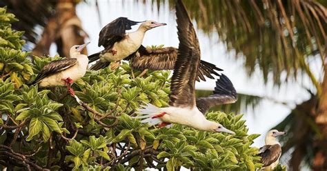 The Lowdown On Rewilding Island Conservation