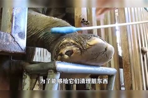 给大象修脚就像在削土豆看着让人心惊胆战大象却一脸享受 大象 土豆