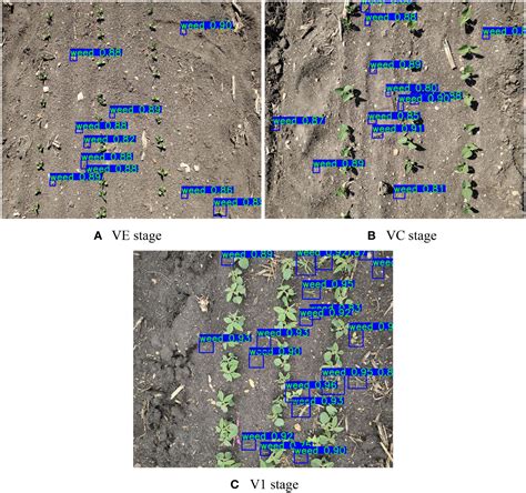 Frontiers Weed Detection In Soybean Fields Using Improved Yolov7 And Evaluating Herbicide