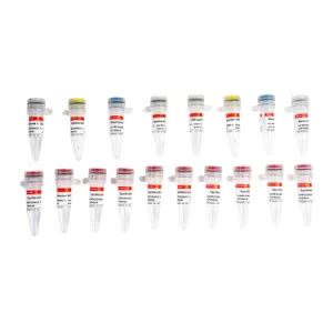 DAB SA Hrp Tunel Cell Apoptosis Detection Kit China Cell Apoptosis Assay And Cell Apoptosis