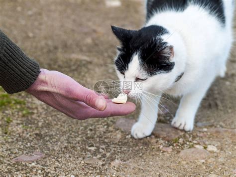 男人在户外喂可爱的家猫高清图片下载 正版图片505748463 摄图网