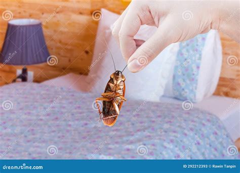 Hand Holding Cockroach At Room In House Background Eliminate Cockroach