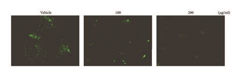 Effect Of Rhodiolae Kirliowii Radix Et Rhizoma Treatment On Virus