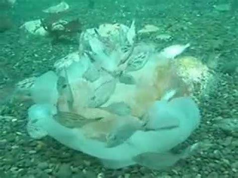 エチゼンクラゲを食べつくすウマヅラハギの幼魚たち GIANT JELLYFISH YouTube