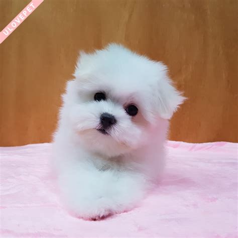 말티즈분양 남아 199000원 비숑프리제분양가 유기견 미니비숑 웰시코기분양 스피츠 요크셔테리어분양 먼치킨고양이 노르웨이숲고양이분양 강아지분양 고양이분양 유럽팻 착한입양