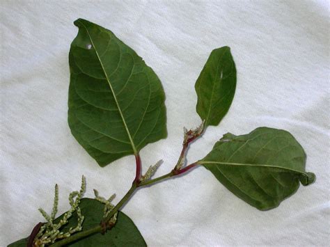 Polygonum Cuspidatum Polygonaceae Image 7802 At