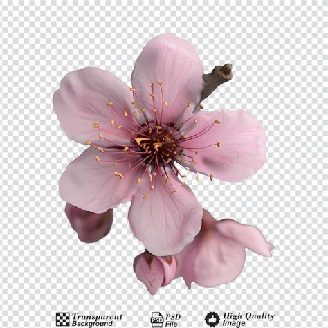 투명한 배경에 고립 된 체리 꽃 Png 프리미엄 Ai 생성 Psd