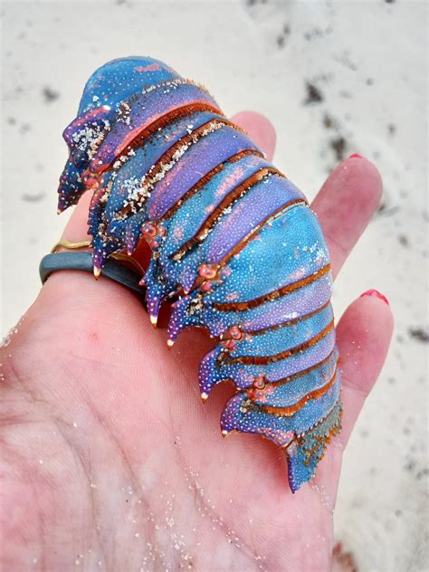 Lobster Shell Found On Tiwi Beach In Kenya September R Species