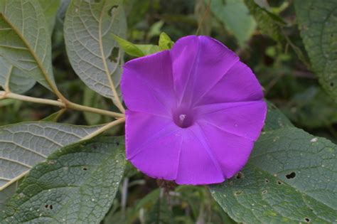 Ipomoea Seducta INaturalist