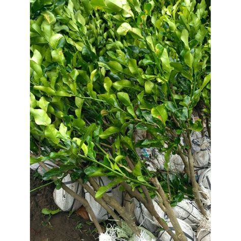 Jual Bibit Jeruk Nipis Okulasi Shopee Indonesia