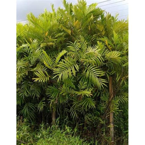 Jual Original Bibit Tanaman Pohon Kiara Payung Pinisium Unggulan