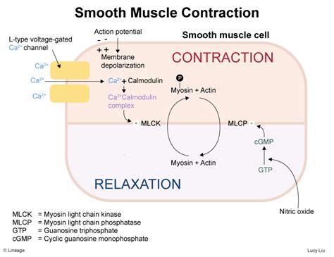Smooth Muscle Contractions Msk Medbullets Step 1 Smooth Muscle Contractions Msk Medbullets Step 1