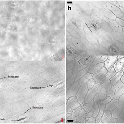 Callus Induction And Cells Differentiation In Pineapple A And B