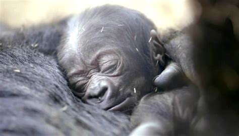 Vidéo Lattendrissante Naissance Dun Bébé Gorille