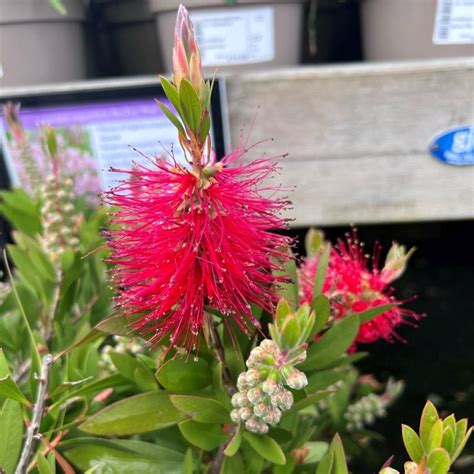 Callistemon Rugulosus Syn Laevis 15l Coolings Garden Centre