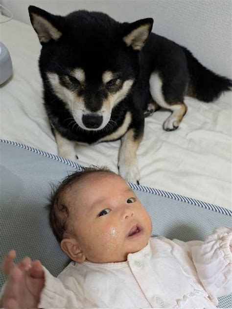 자기 뚫어져라 빤히 쳐다보는 아기 시선에 부담감 느낀 강아지의 표정 애니멀 플래닛