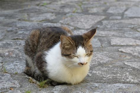 ねこ 王龍寺の季節