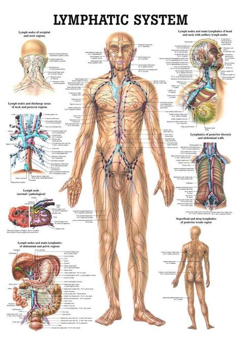 Rudiger Anatomie The Human Lymphatic System Laminated Anatomy Chart