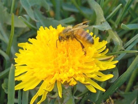 Sweet Bee Photo British Columbia Canada