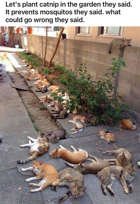 Just A Little Catnip Rmemes