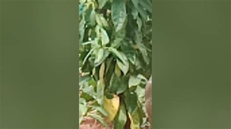 சிட்டான் சிட்டான் குருவி பட்டாம் பட்டாம் பூச்சி Youtube