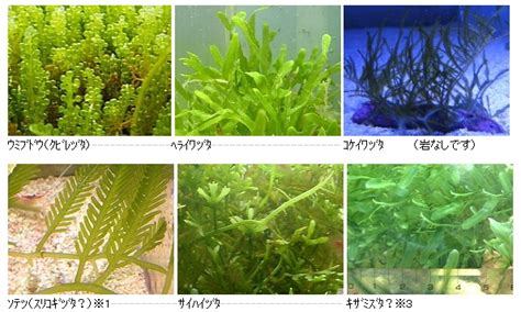 新品海藻 ヘライワヅタ ウミブドウ コケイワヅタ サイハイズタ キザミヅタ ソテツ 計6種 送料無料 の落札情報詳細 ヤフオク落札価格