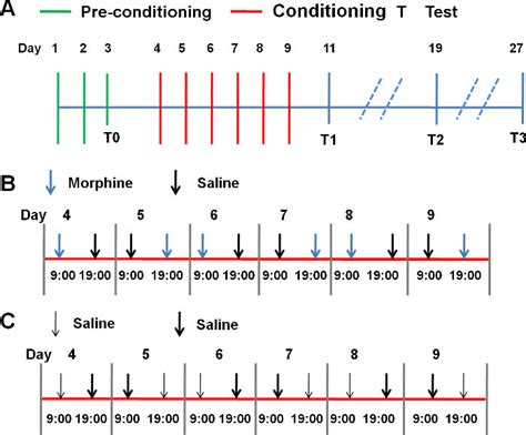 Experimental Procedures A Experimental Procedures Of The Whole CPP Download Scientific