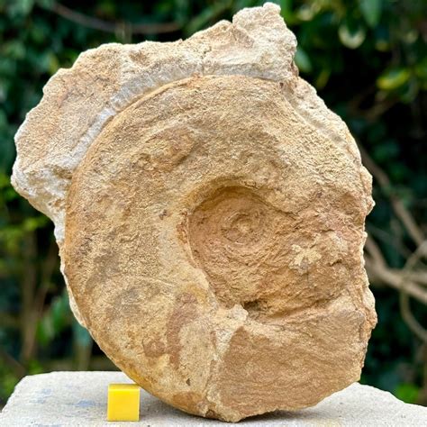 Leioceras Ammonite Fossil Burton Bradstock Inferior Oolite Etsy