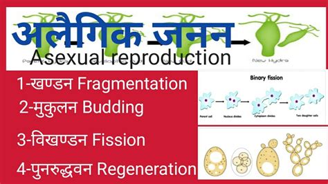 Asexual Reproduction अलैगिक जनन Youtube