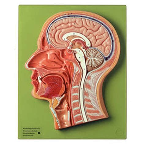 Somso Horizontal Section Of The Head Anatomical Model