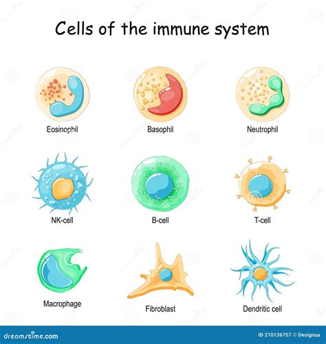 Células Del Sistema Inmunitario Glóbulos Blancos Ilustración Del