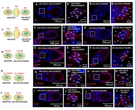 Figure 1 From Pak3 Regulates Apical Basal Polarity In Migrating Border