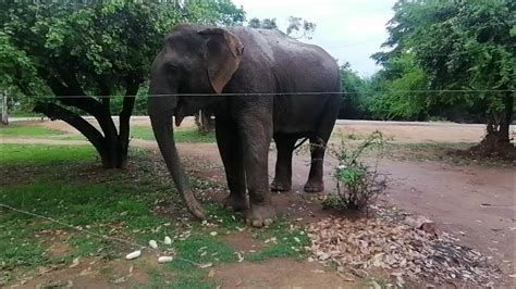 මොකද මේ කන් සුද්දෝ ඔය බඩක් පුරවන්නේ කොහොමද මන් Youtube