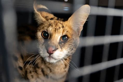 Wild African Serval Cat Discovered Near Missouri Farm And Moved