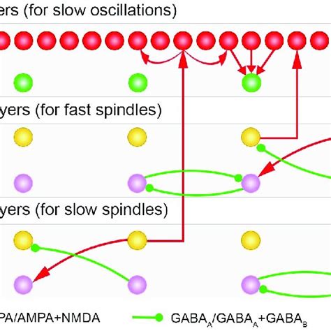 The Thalamocortical Network Geometry And Connection Scheme The Network