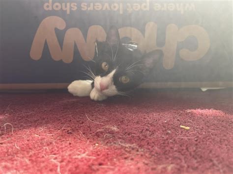 Chewy Box Came With Something Surprising Rthecattrapisworking