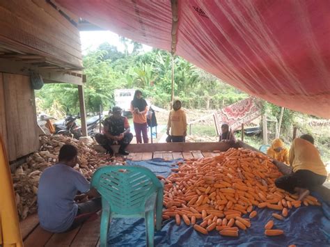 Dukung Hanpangan Babinsa Koramil 1305 09 Bokat Serda Asep Komarudin