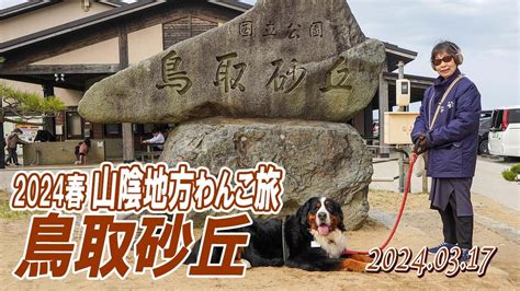 ぐぅ、砂丘を駆ける！／山陰地方わんこ旅（その1）鳥取砂丘／2024春01／大型犬散歩 Youtube